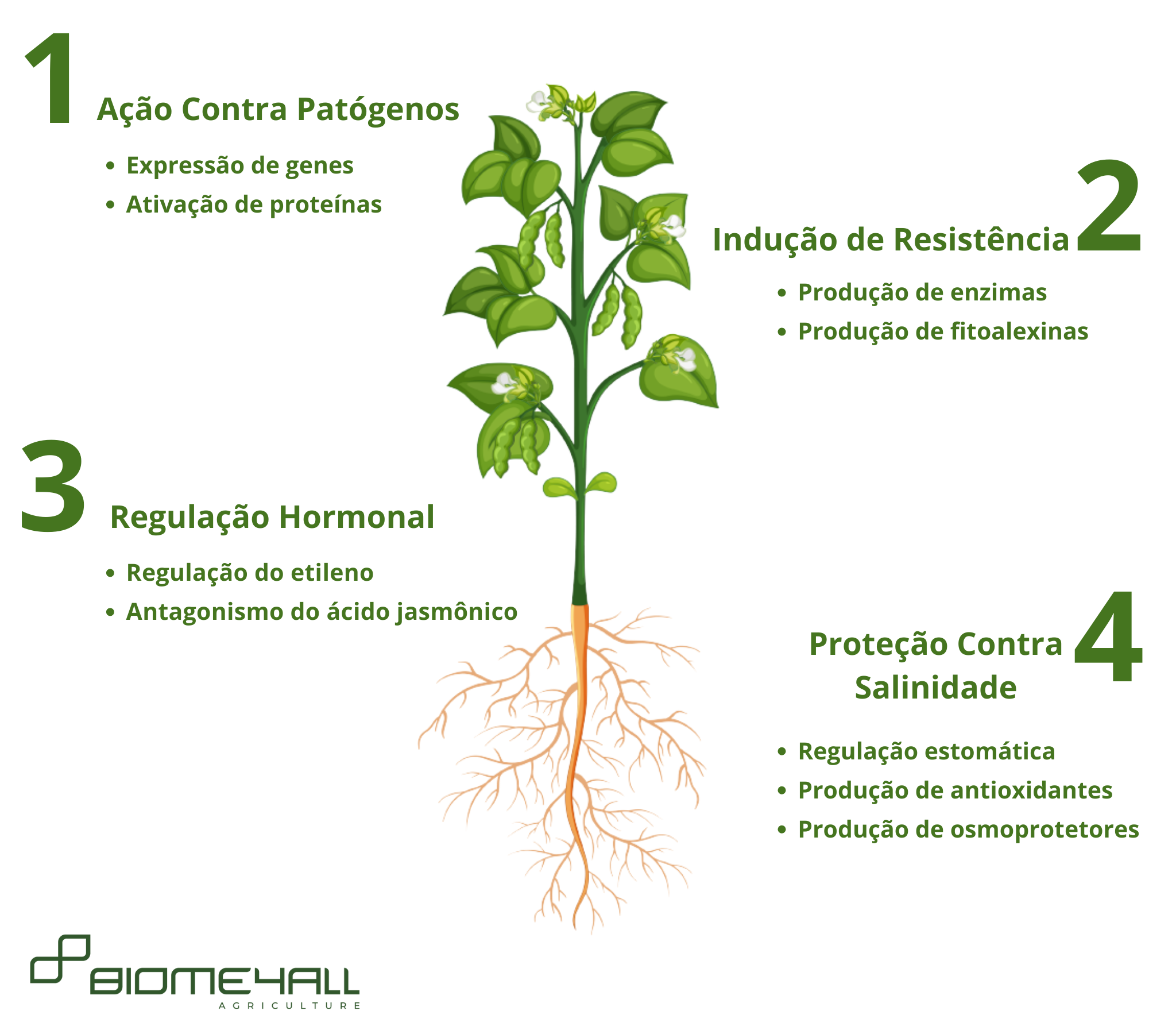 Ácido Salicílico: Como os Micro-organismos do Solo Podem Ajudar a ...