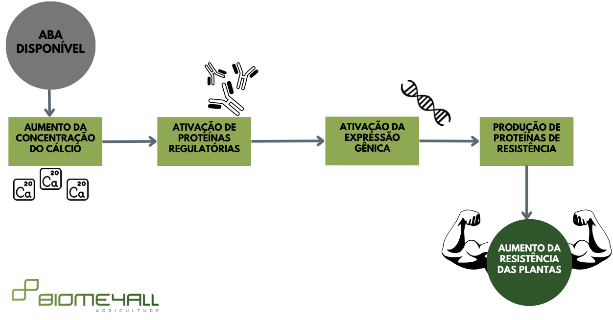 Ácido abscísico: como afeta a produtividade das lavouras e o papel dos ...