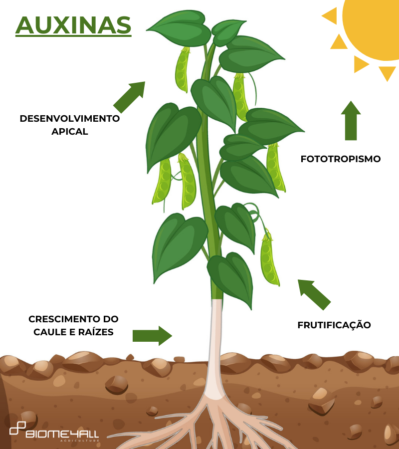 Auxinas: Impulsionando o Crescimento das Plantas com a Ajuda dos Micro-organismos do Solo ...