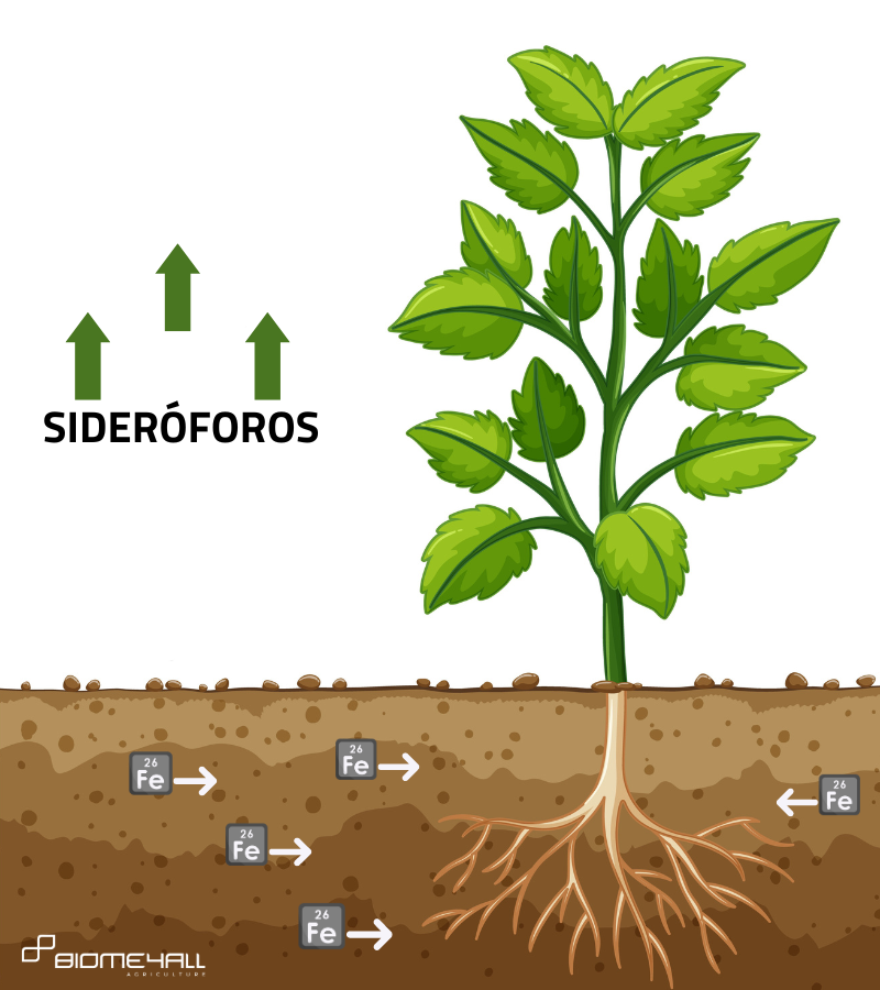 Sideróforos: O elo para um solo fértil e plantas saudáveis - Biome4all ...