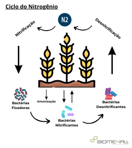 Explorando o Ciclo do Nitrogênio no Solo: O Papel Crucial da Microbiota - Biome4all
