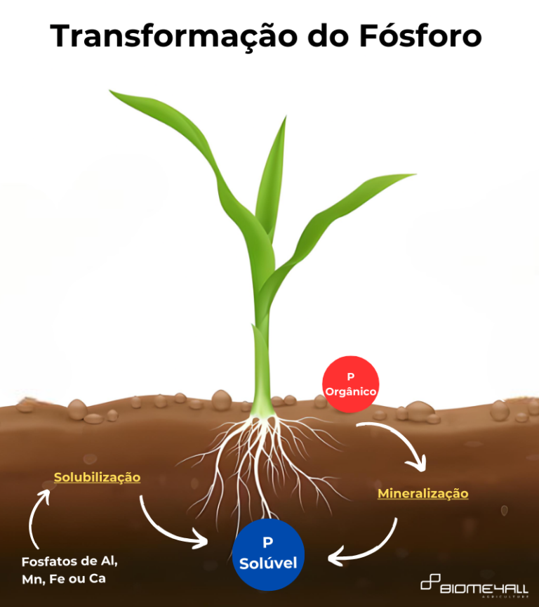 Transformações do Fósforo no Solo: O Papel dos Micro-organismos ...