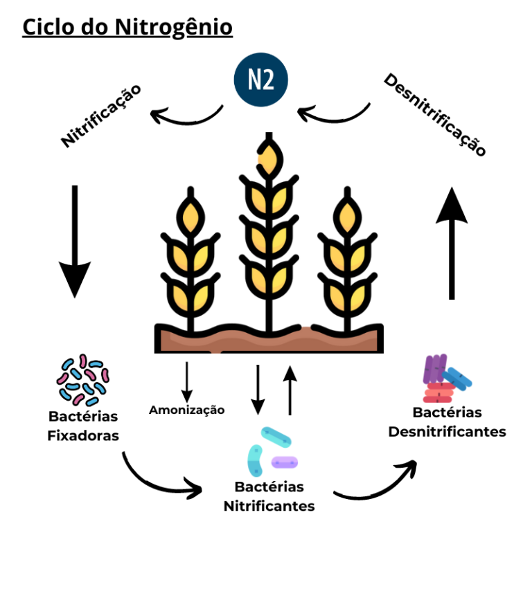 Explorando o Ciclo do Nitrogênio no Solo: O Papel Crucial da Microbiota ...