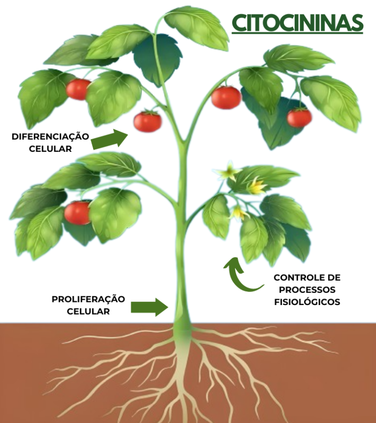 Citocininas: A Peça Chave para o Crescimento e Desenvolvimento das ...