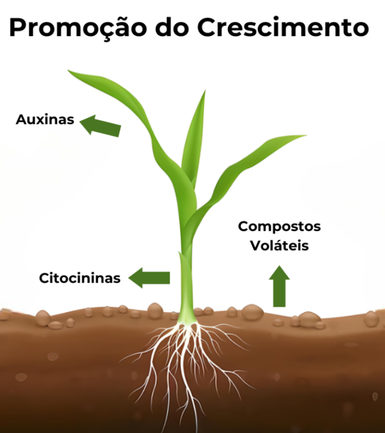 Potencializando o Crescimento Vegetal: O Papel dos Micro-organismos no Crescimento das Plantas - B4A